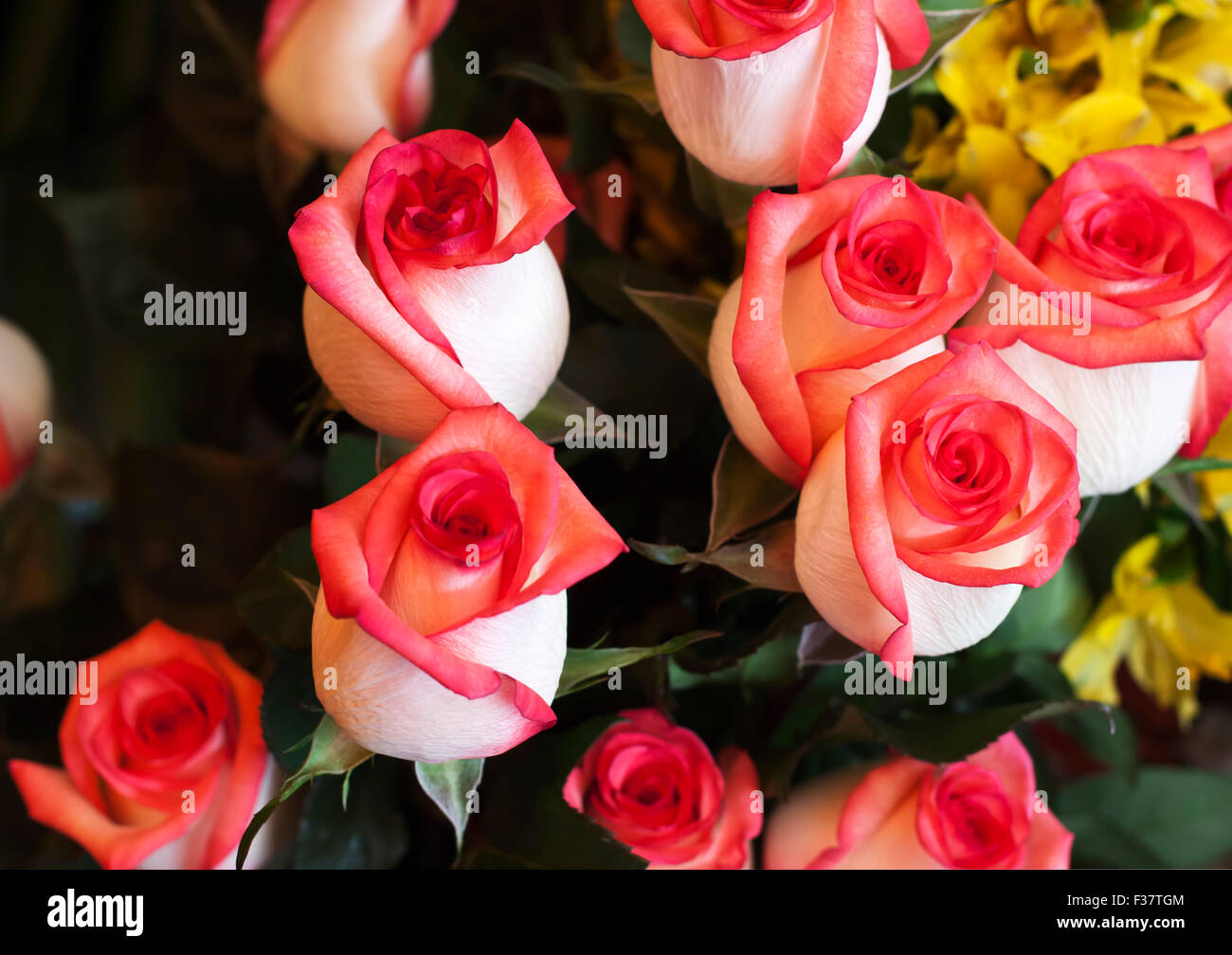 Beautiful bunch roses hi-res stock photography and images - Alamy