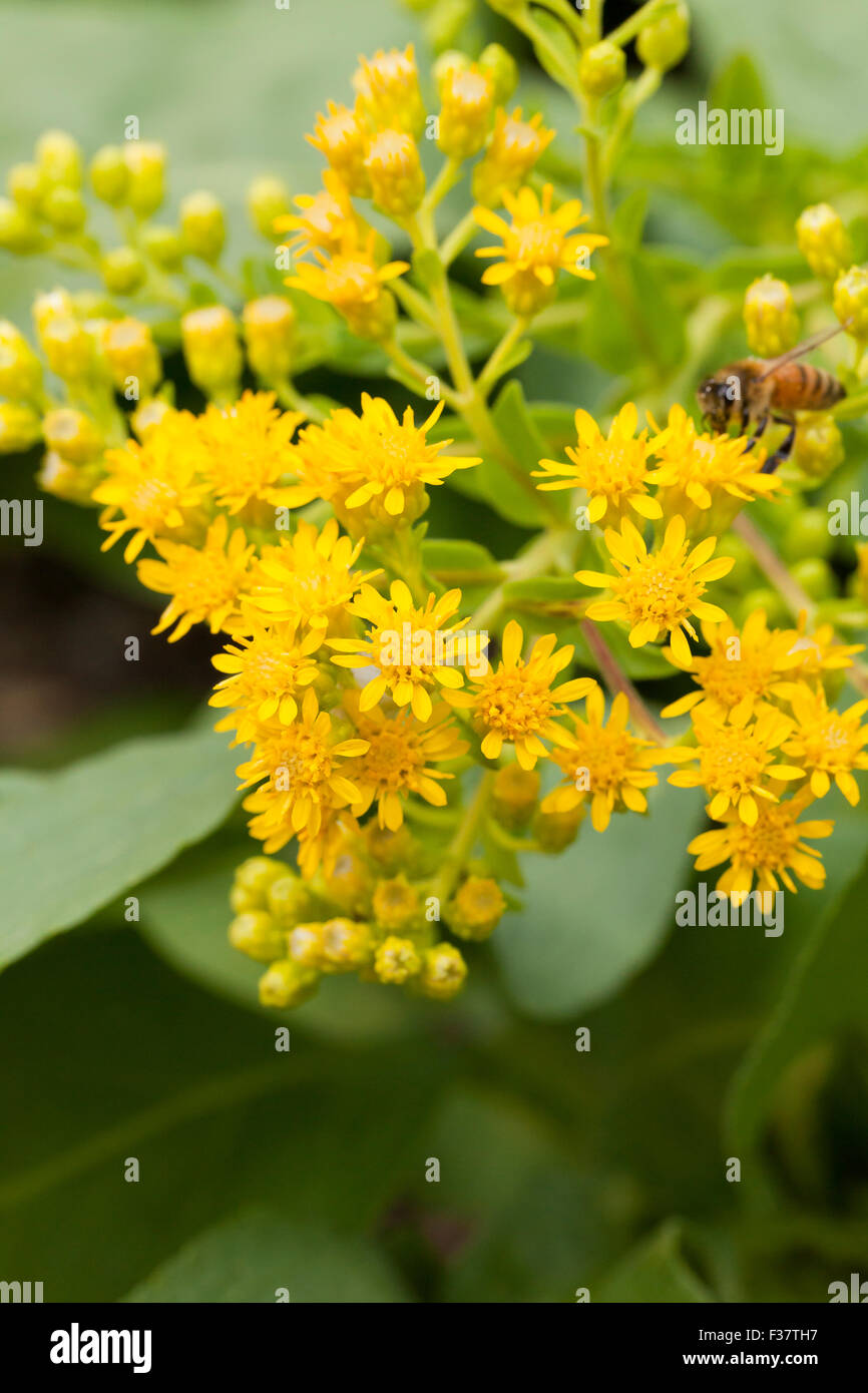 Stiff goldenrod aka Stiff-Leaved goldenrod (Solidago rigida) - USA ...