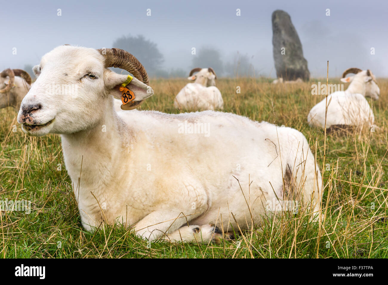 Male sheep farming hi-res stock photography and images - Alamy
