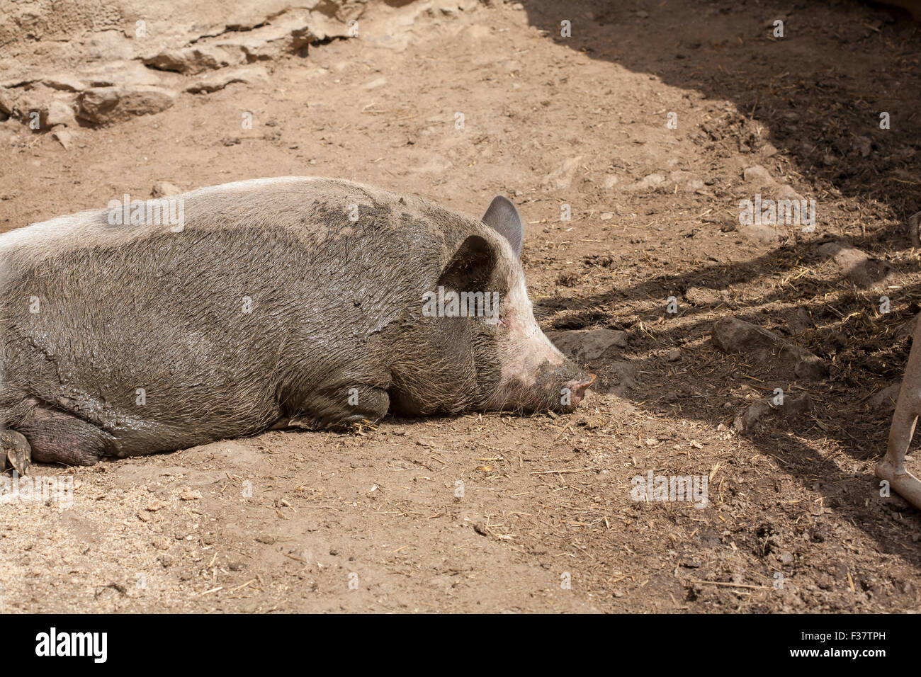 Resting dirty pig, countryside farm, Czech republic, Europe Stock Photo ...
