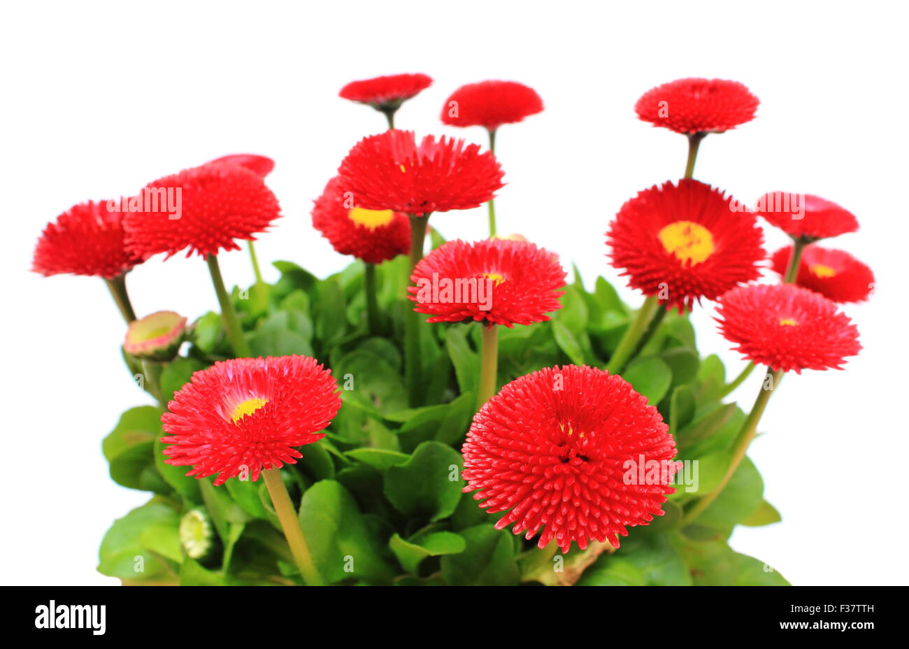 Composition of red daisies isolated on white background Stock Photo - Alamy