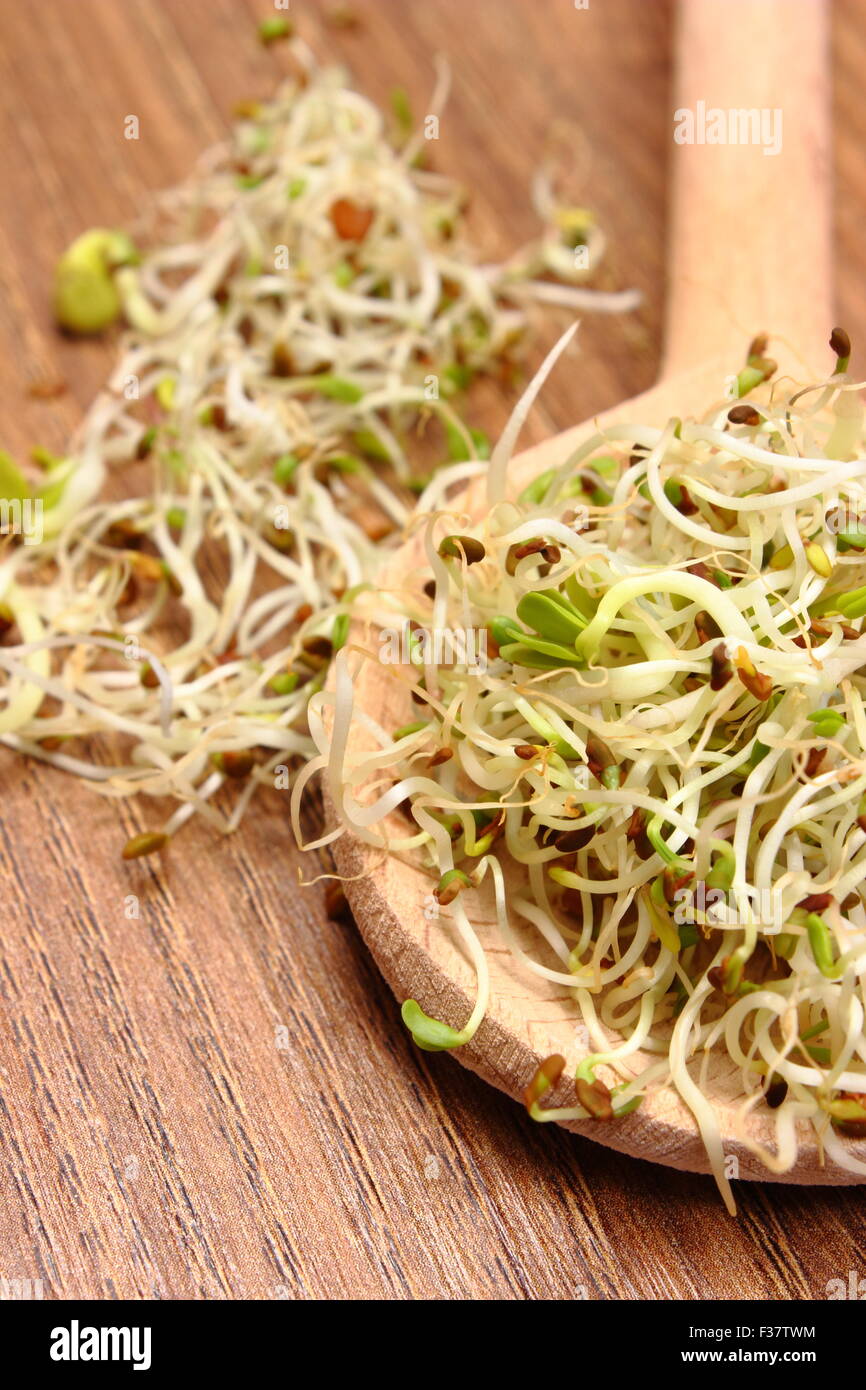 Fresh alfalfa and radish sprouts on wooden scoop lying on wooden table ...