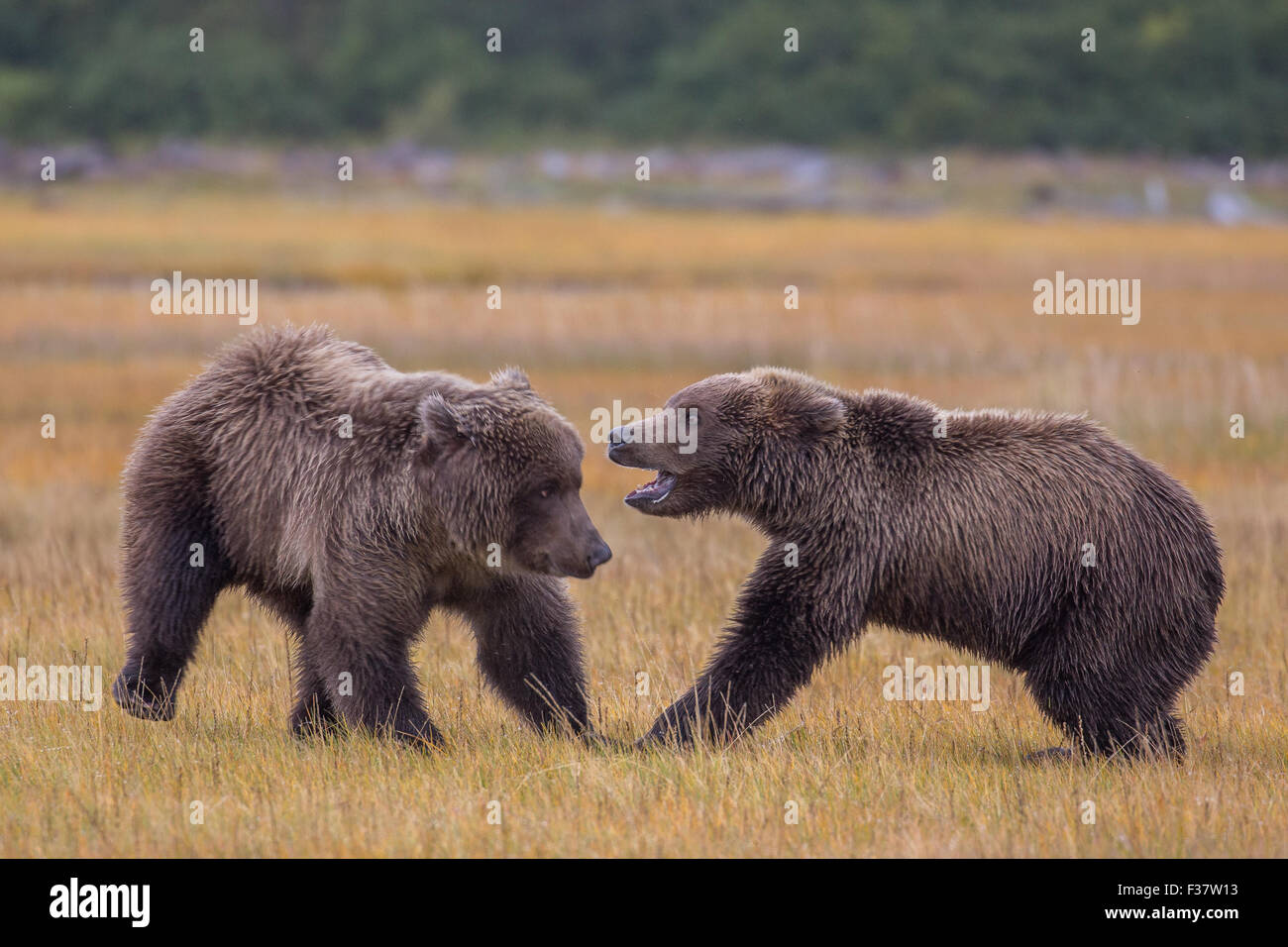 Bear fight hi-res stock photography and images - Alamy
