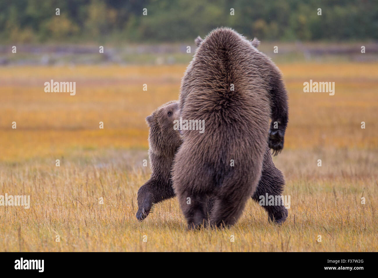 Fight for wildlife hi-res stock photography and images - Alamy