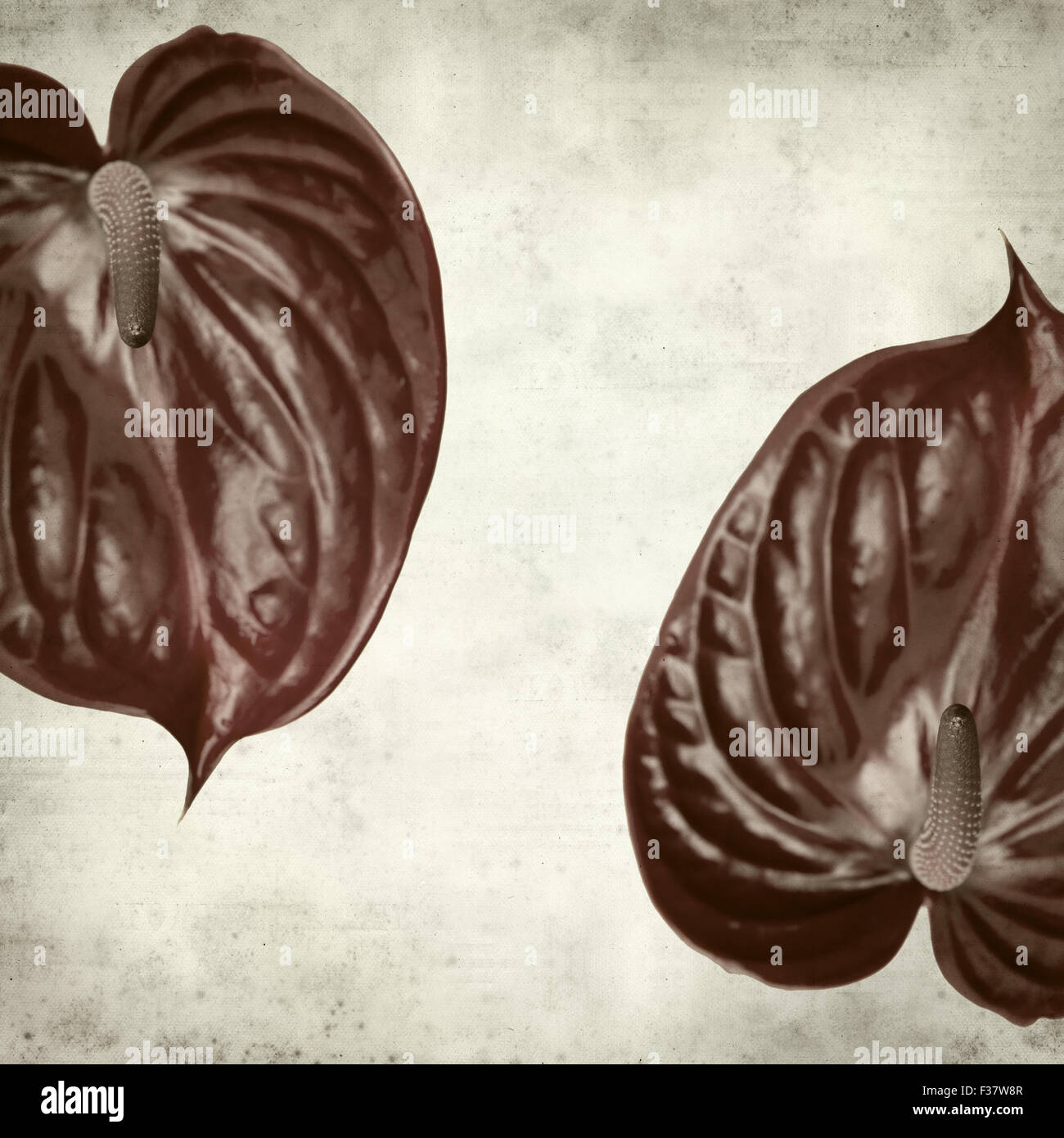textured old paper background with dark red anthurium Stock Photo - Alamy