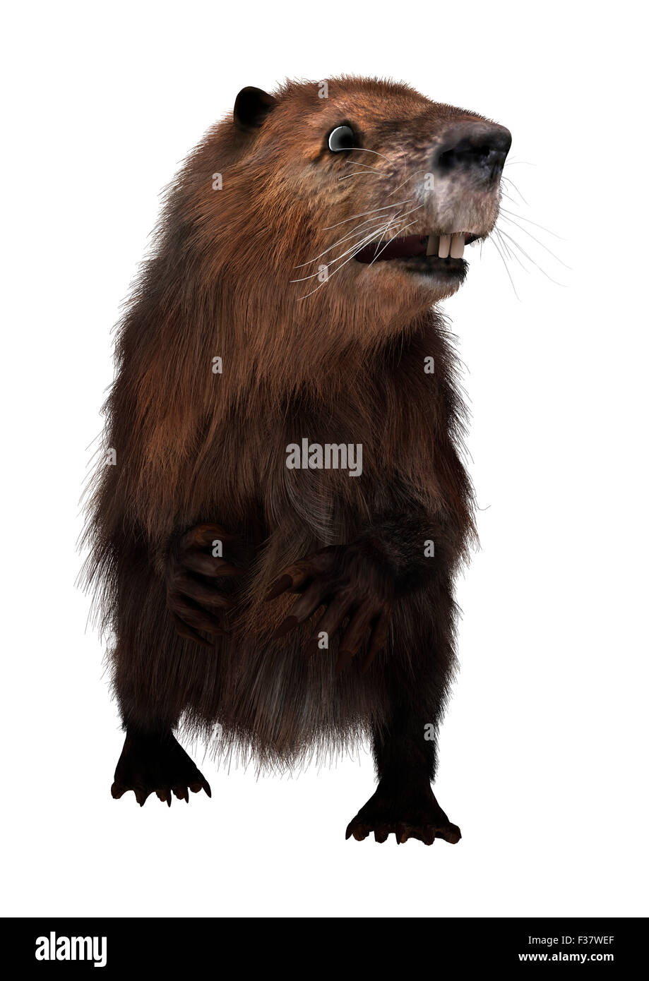 3D digital render of a beaver isolated on white background Stock Photo ...