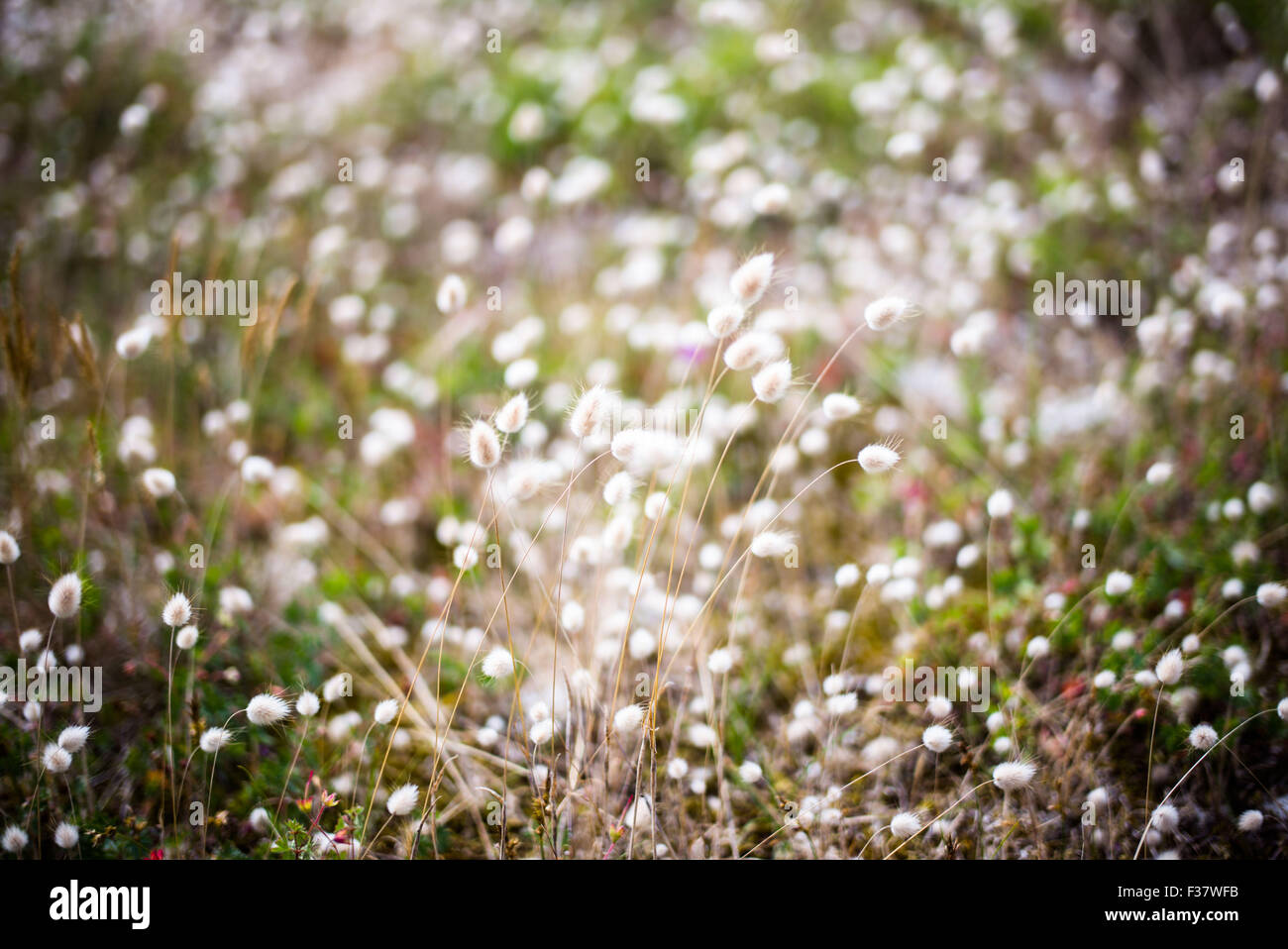 Lagurus ovatus poaceae hi-res stock photography and images - Alamy
