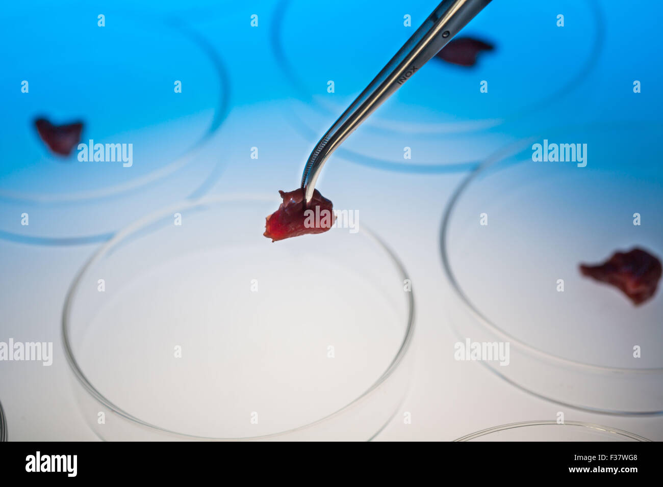 Conceptual image about the culture of meat in petri dishes , and the ...