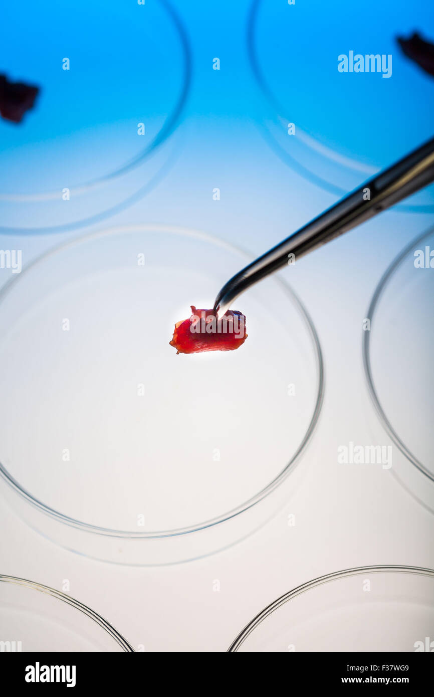 Conceptual image about the culture of meat in petri dishes , and the ...