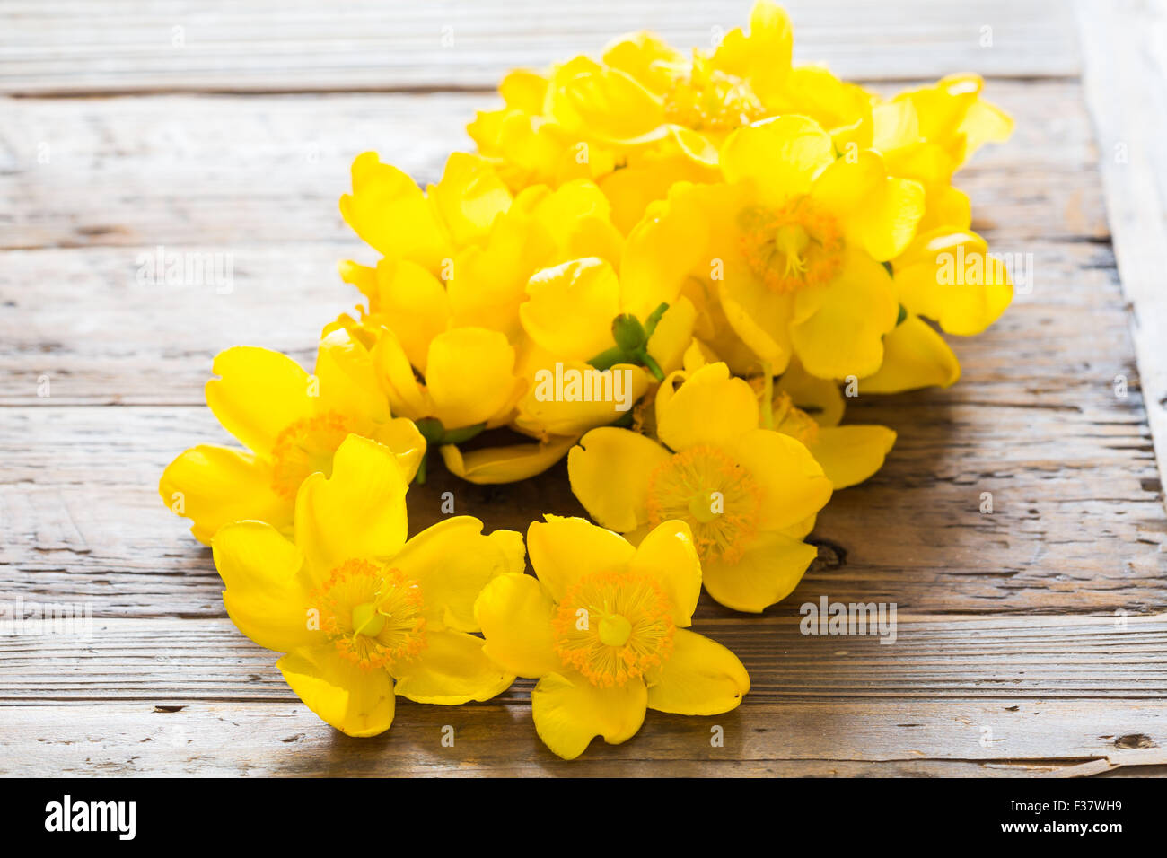 St. John's wort flowers Stock Photo - Alamy