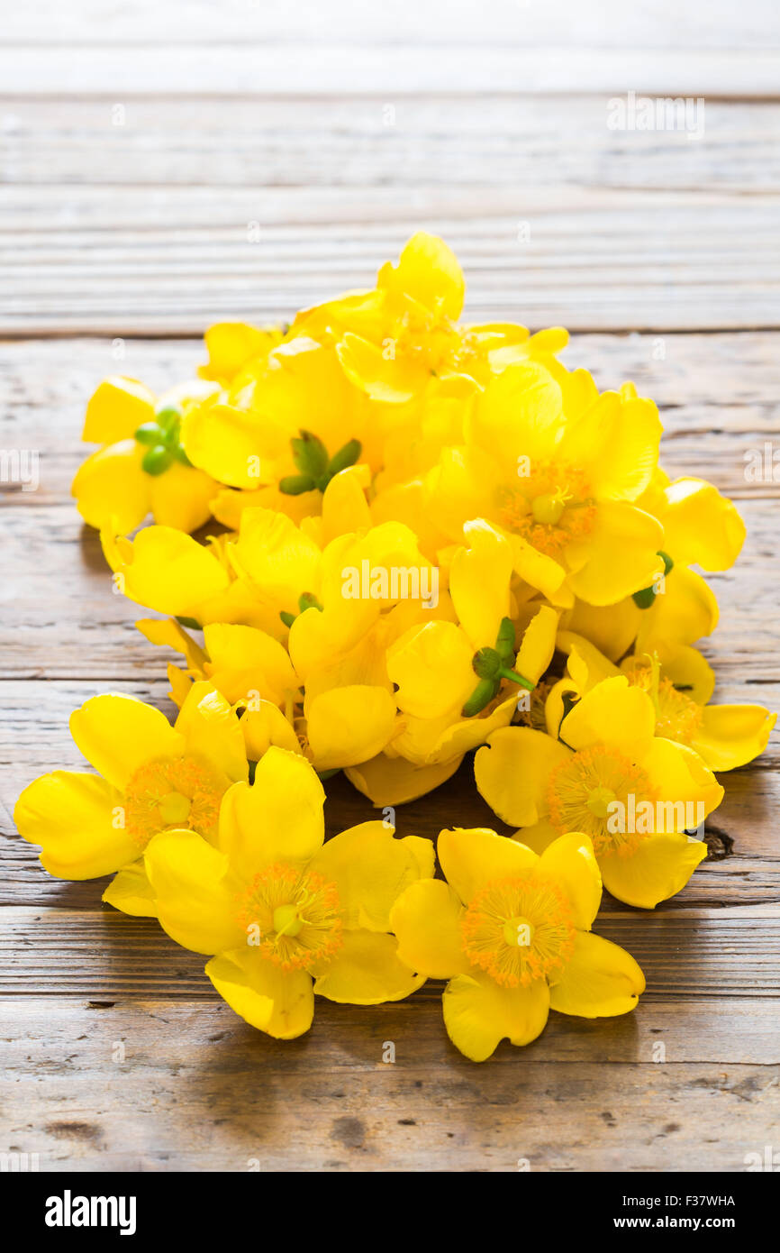 St. John's wort flowers Stock Photo - Alamy