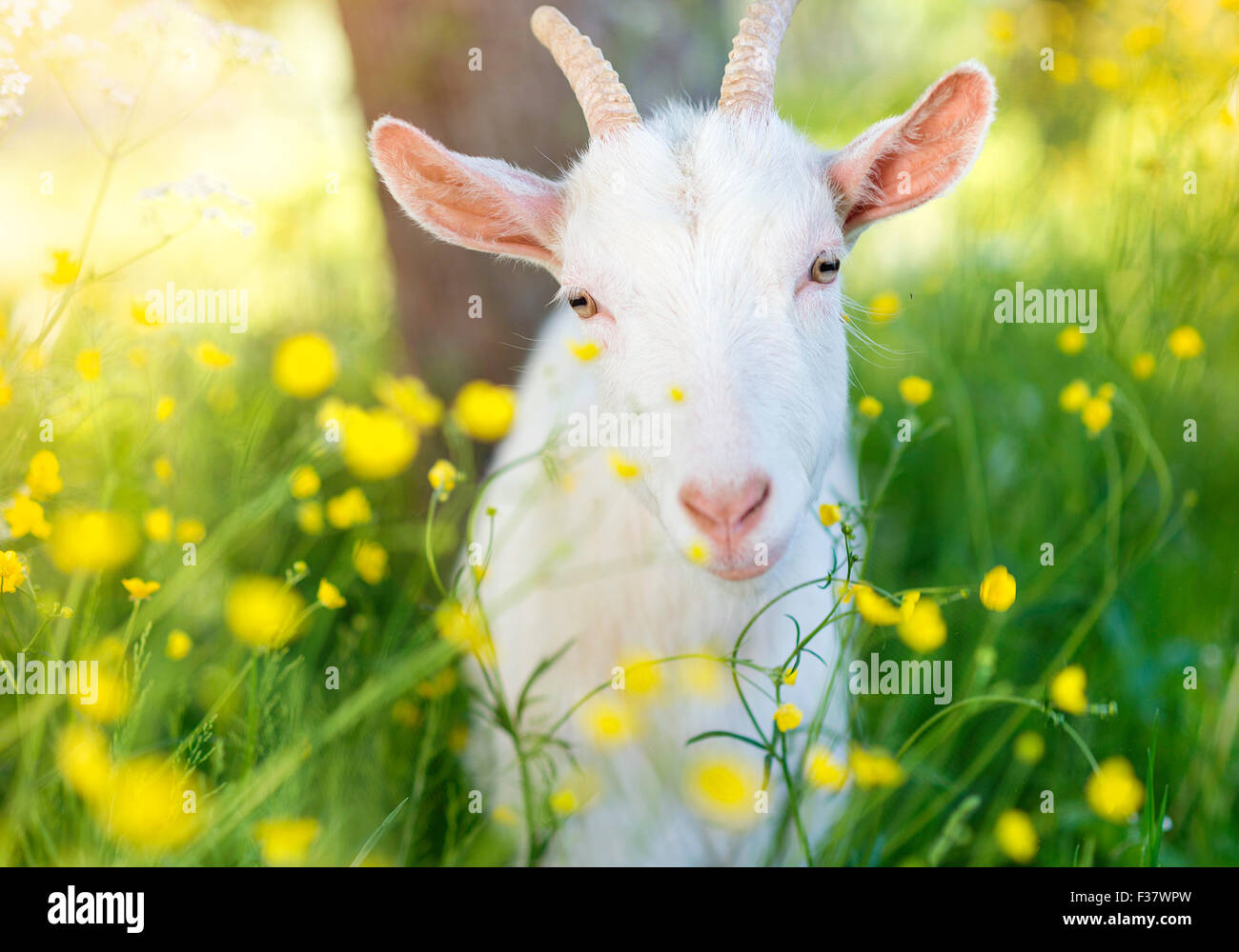 Cute goat in nature Stock Photo - Alamy