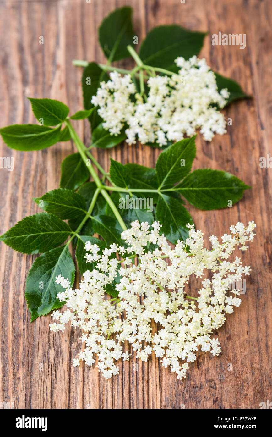 Elderflowers High Resolution Stock Photography and Images - Alamy