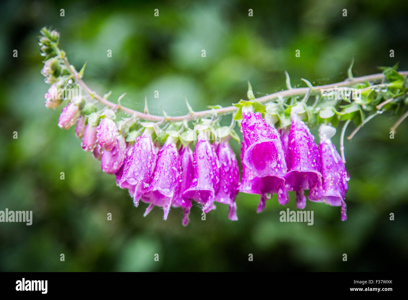 Foxglove (Digitalis purpurea 'Foxy') flowering in Summer Stock Photo ...