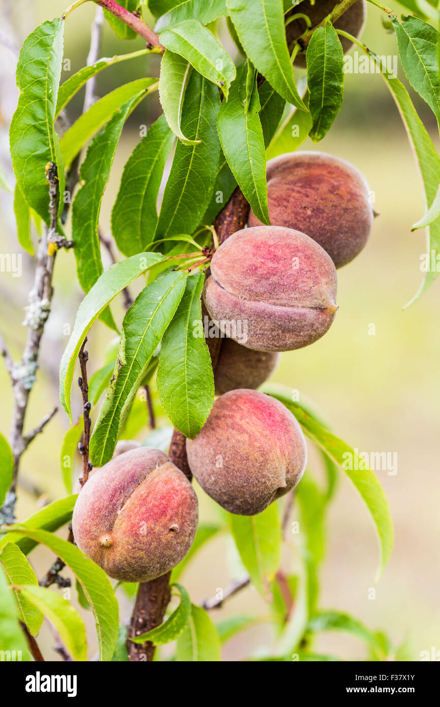 Persica vulgaris hi-res stock photography and images - Alamy