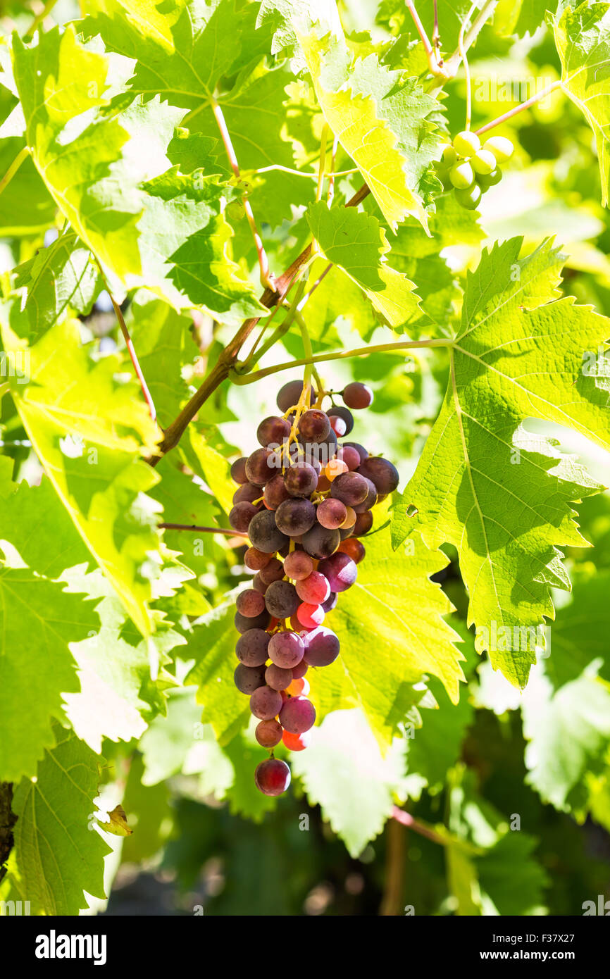 Muscat grape hanging from a vine Stock Photo - Alamy