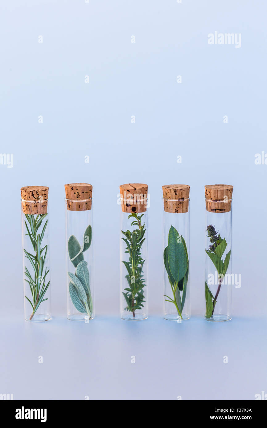 Eucalyptus image hi-res stock photography and images - Alamy