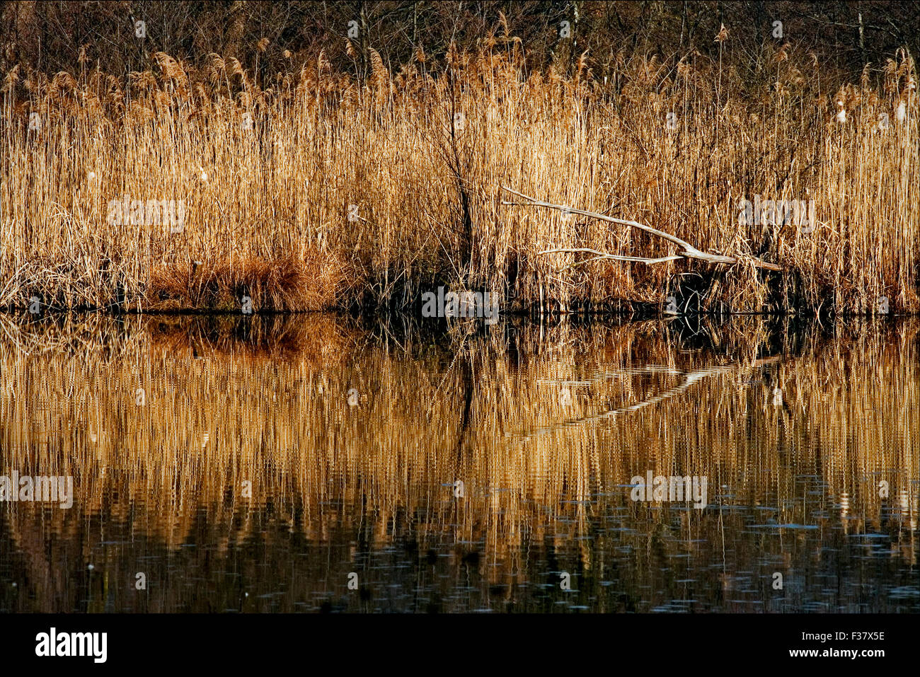 autumn lake and marsh moor marshy abstract in the north of italy Stock ...