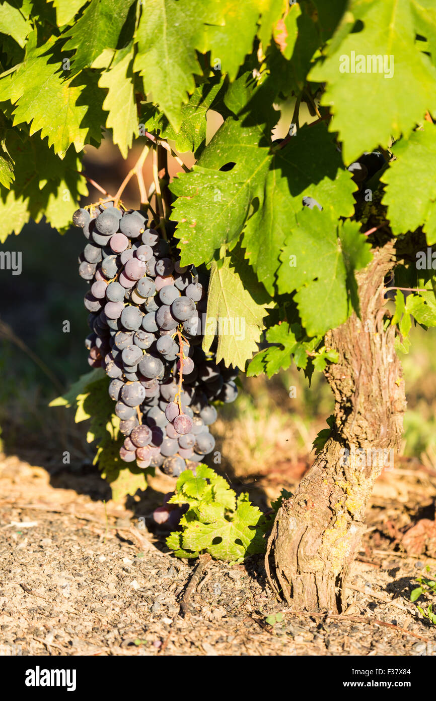 Muscat grape hanging from a vine Stock Photo - Alamy