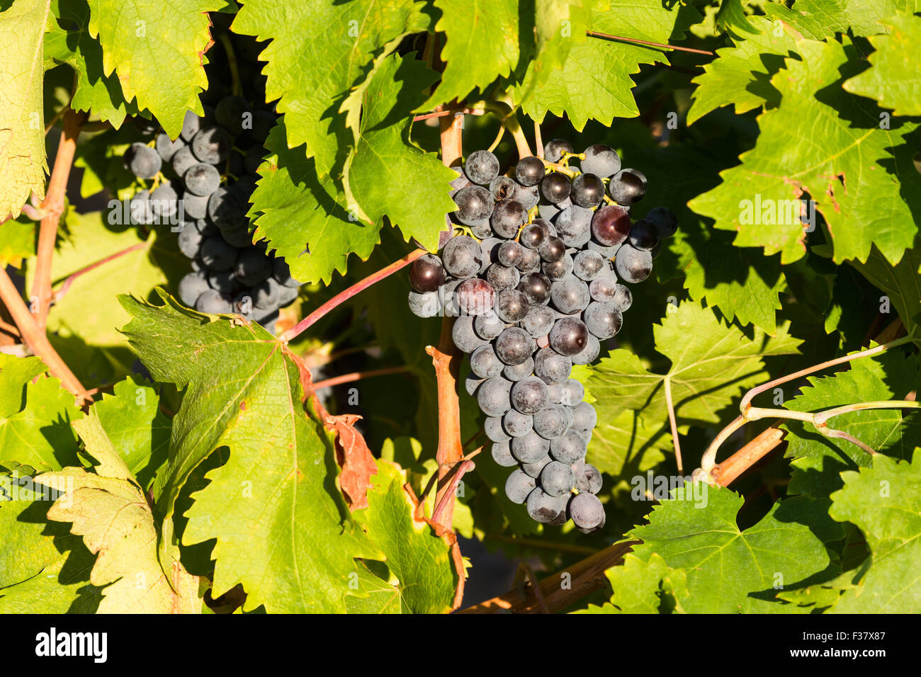 Muscat grape hanging from a vine Stock Photo - Alamy