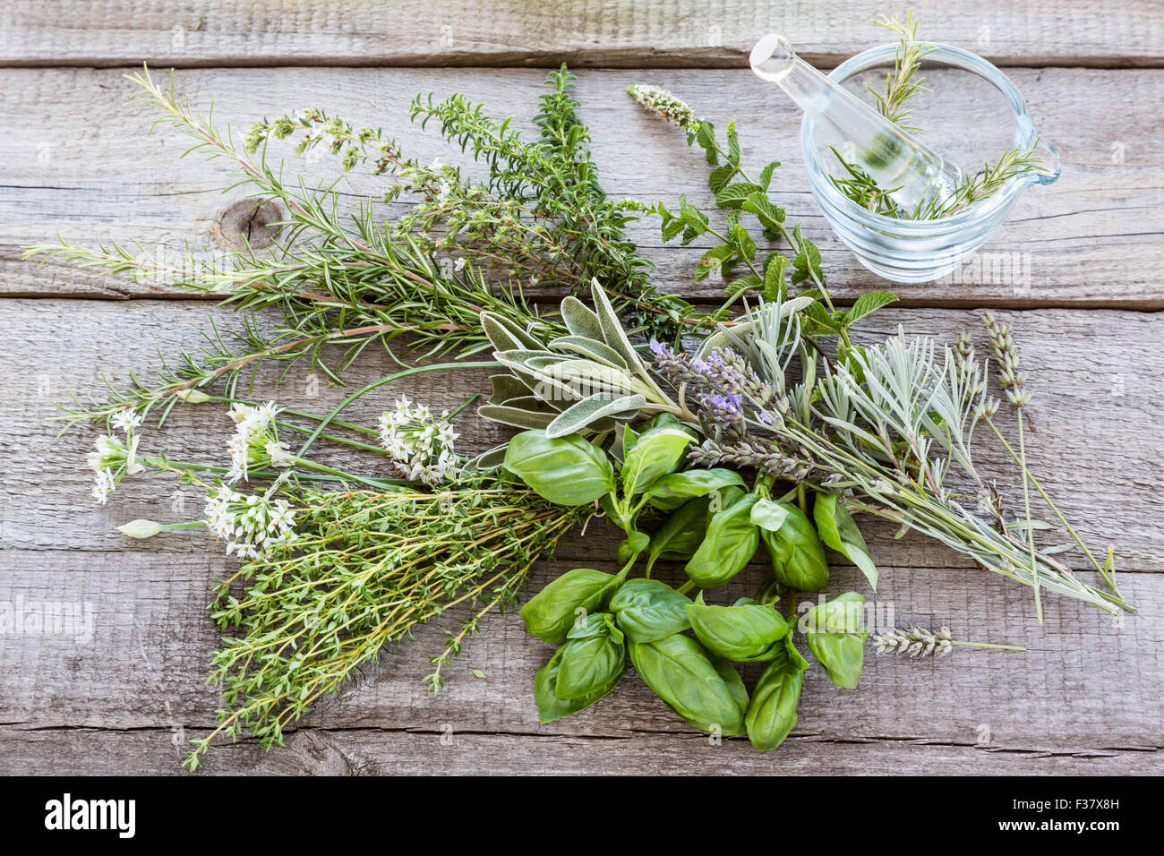 Herb herbs plant hi-res stock photography and images - Alamy