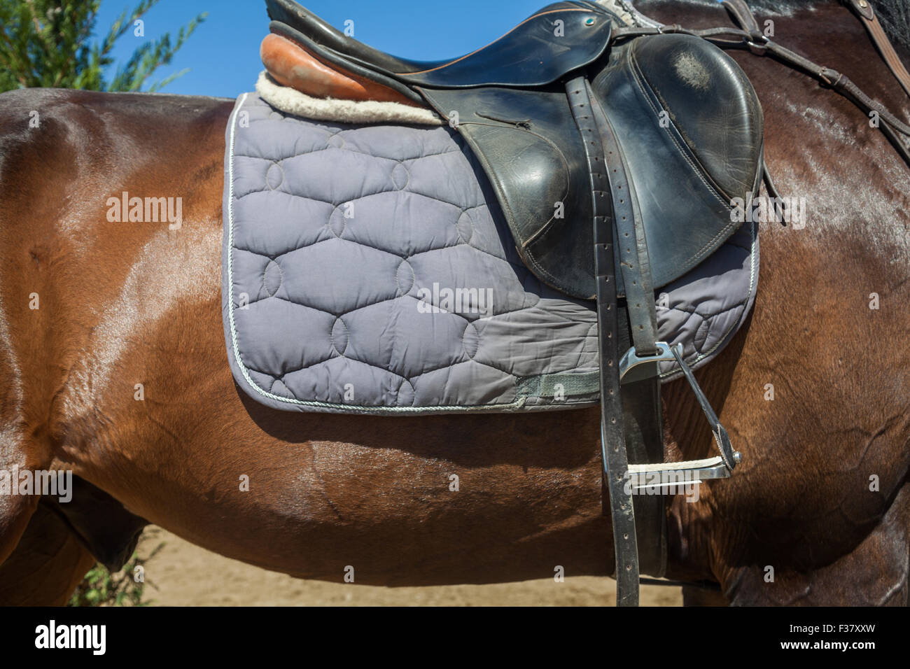 A saddle saddled on the back of a sport horse Stock Photo - Alamy