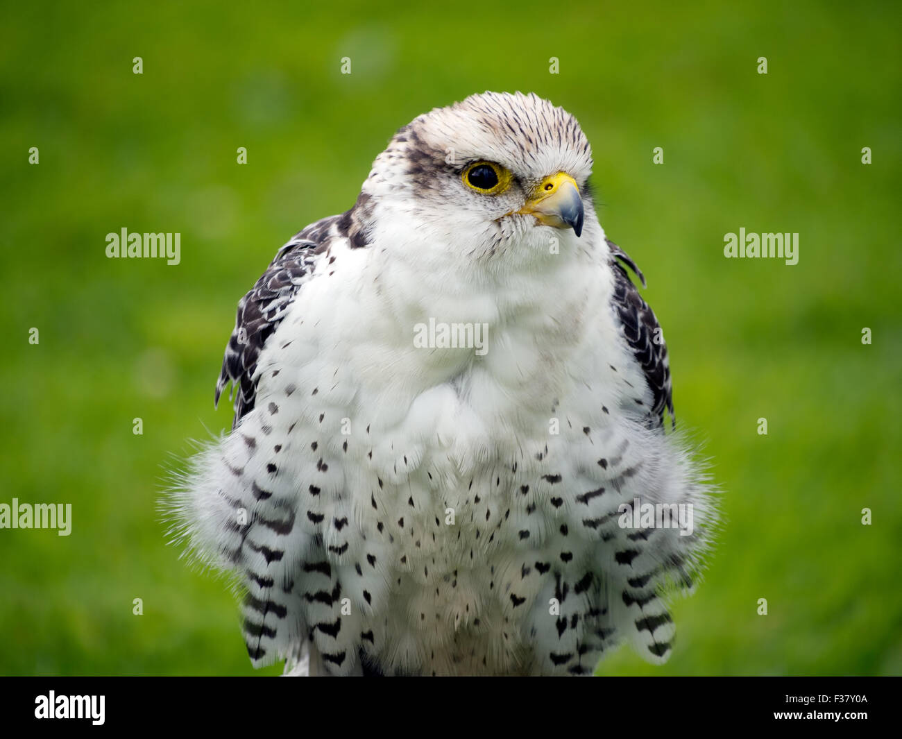 Young, still fluffy, Gryx Lanner falcon Stock Photo - Alamy