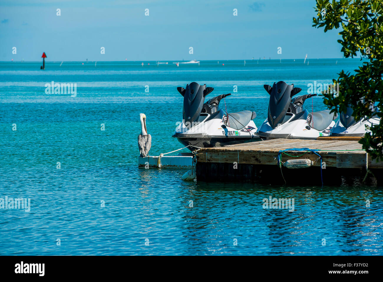 Key Largo harbour, a pelican Stock Photo - Alamy
