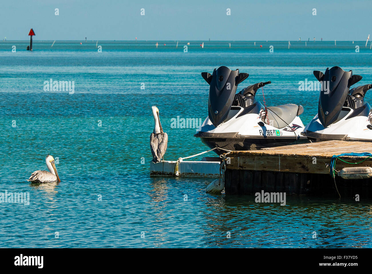Key Largo harbour, pelicans Stock Photo - Alamy