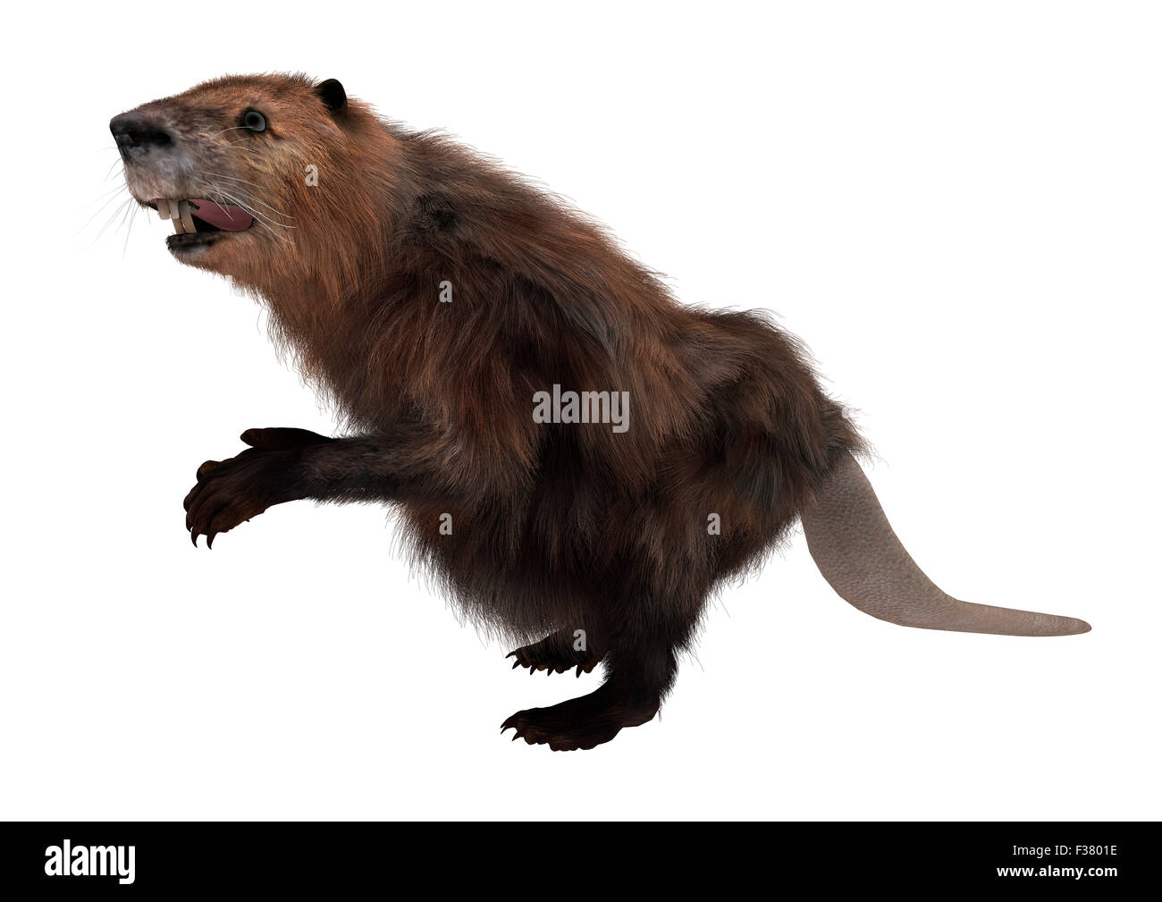 3D digital render of a beaver isolated on white background Stock Photo ...