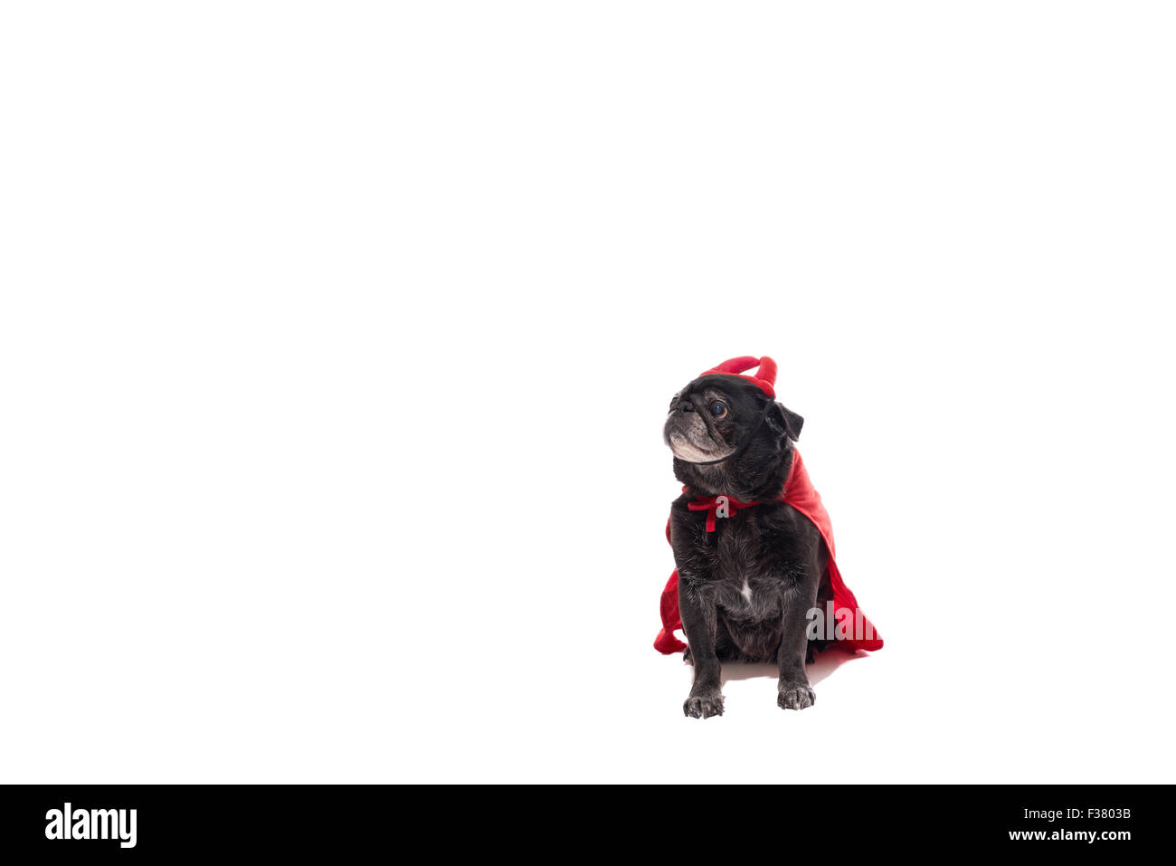 Devil dog hi-res stock photography and images - Alamy