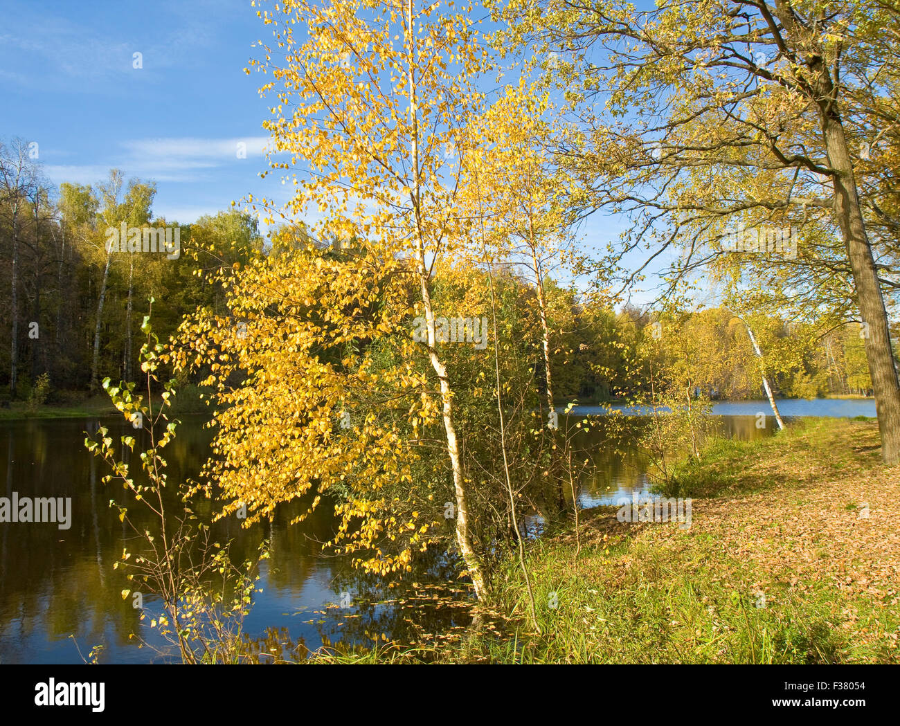 River Birch Stock Photos & River Birch Stock Images - Alamy