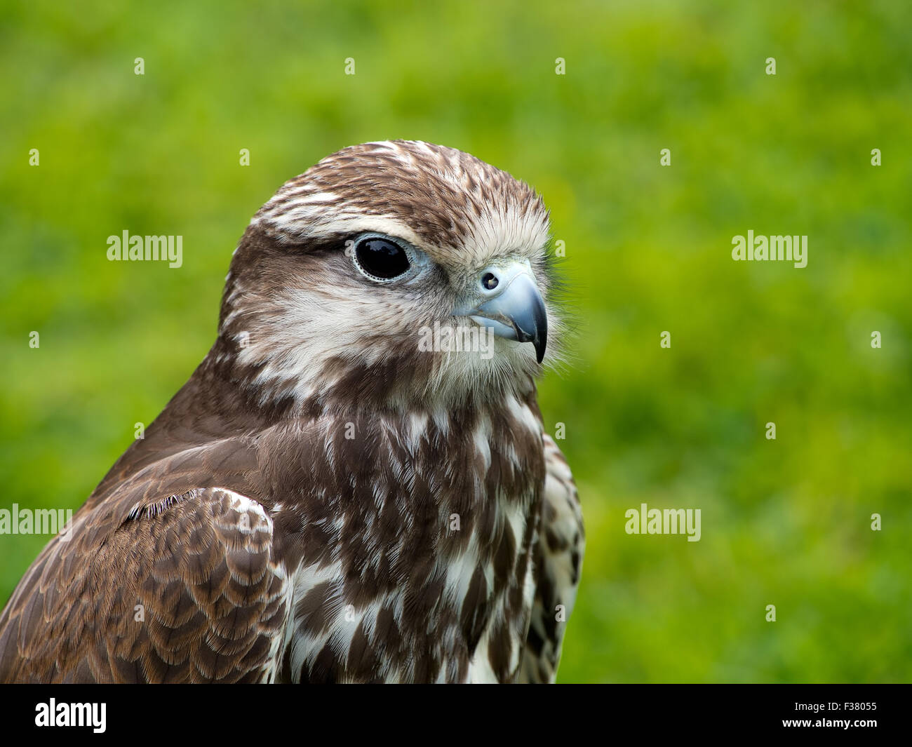 Peregrine saker falcon hi-res stock photography and images - Alamy