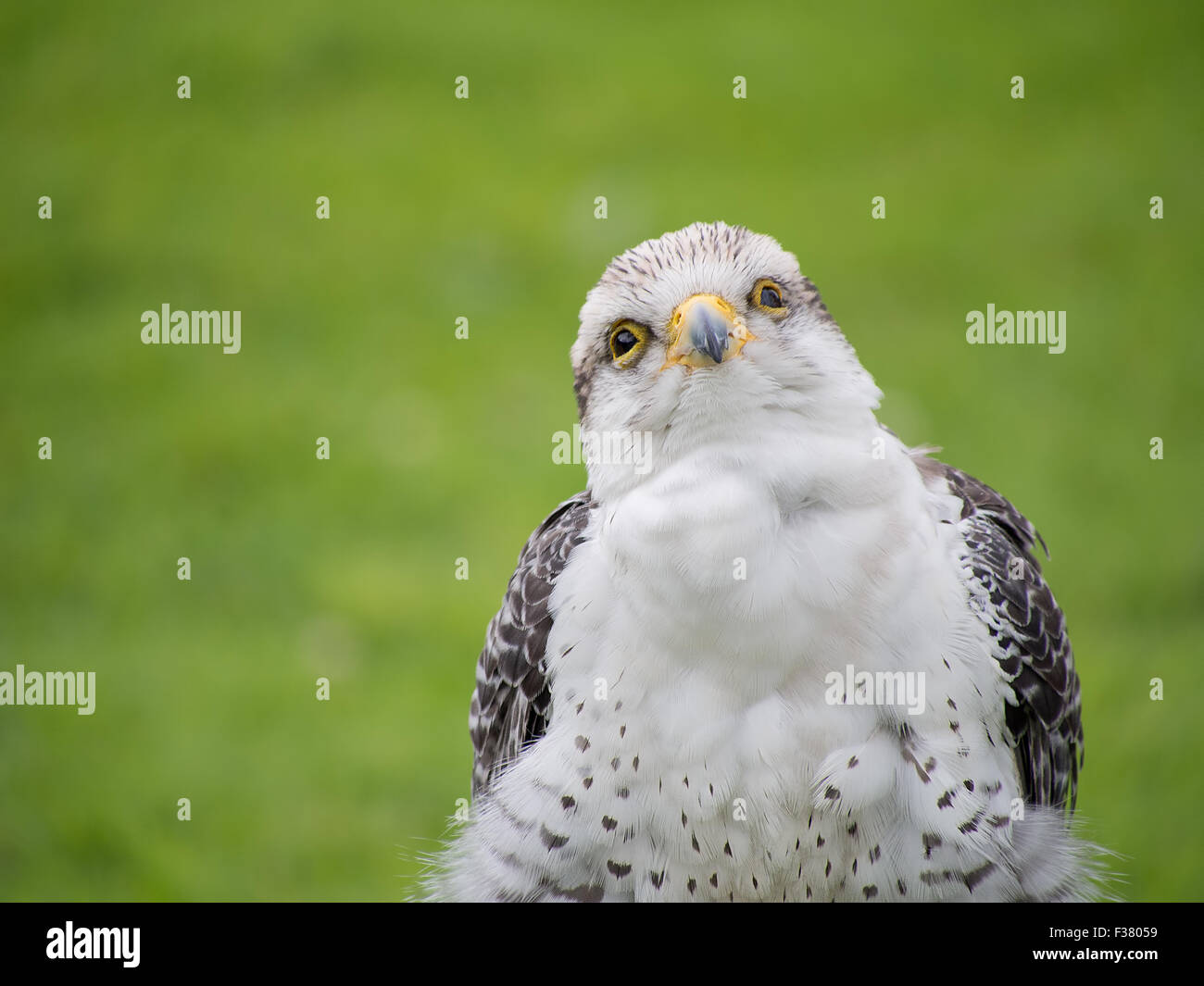 Juvenile bird of prey hi-res stock photography and images - Alamy