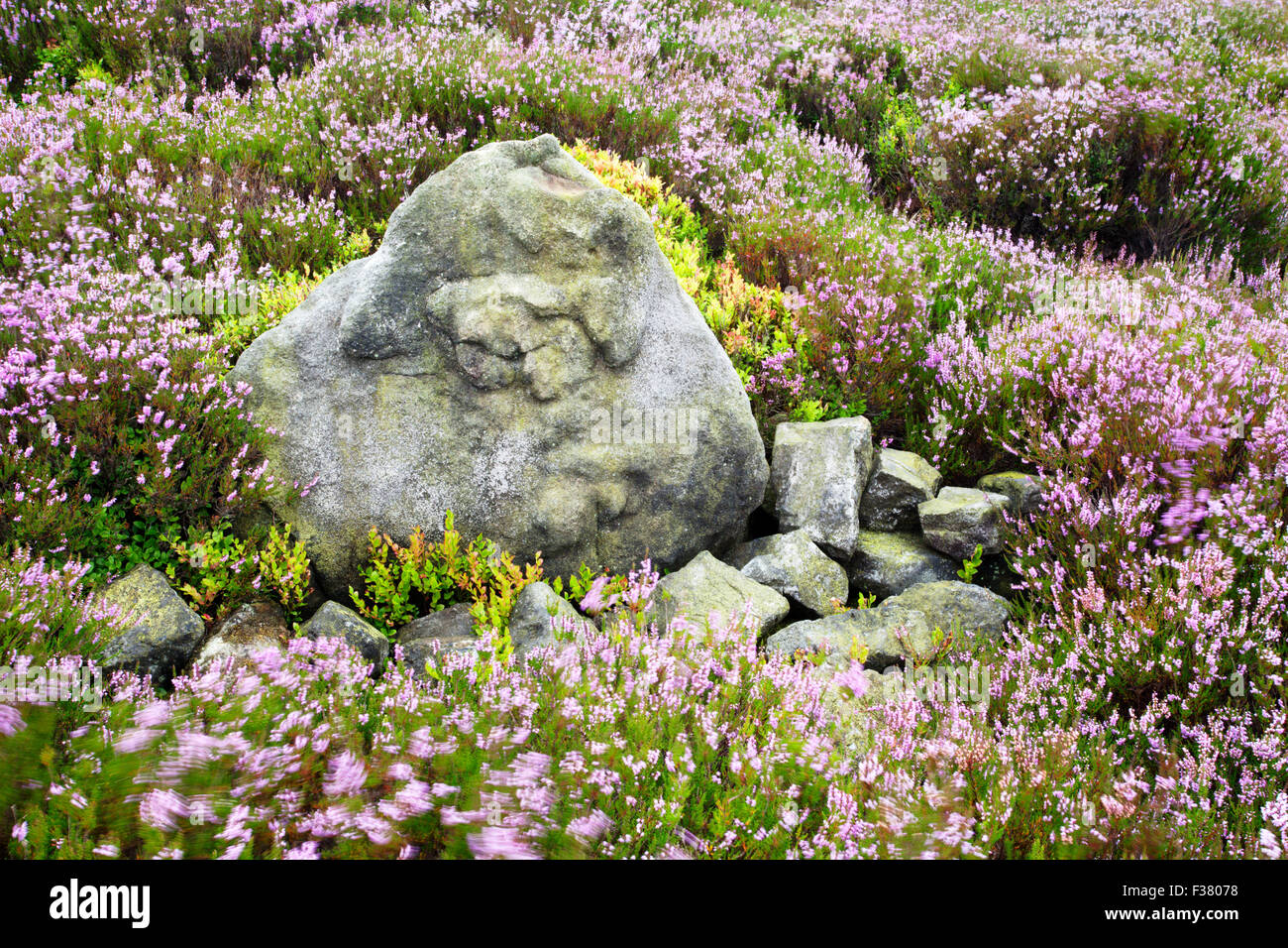 North yorkshire heather rock hi-res stock photography and images - Alamy