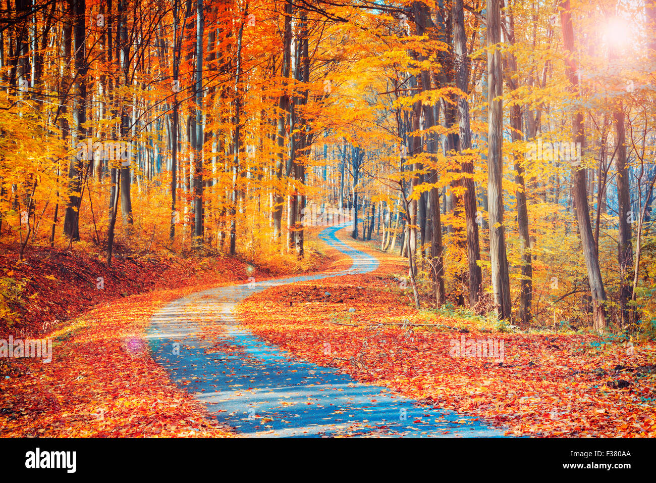 Footpath winding through colorful forest in Hungary Stock Photo - Alamy
