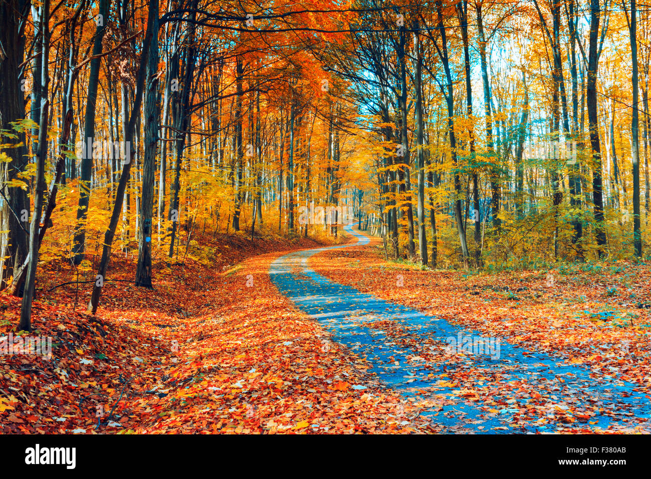 Footpath winding through colorful forest in Hungary Stock Photo - Alamy