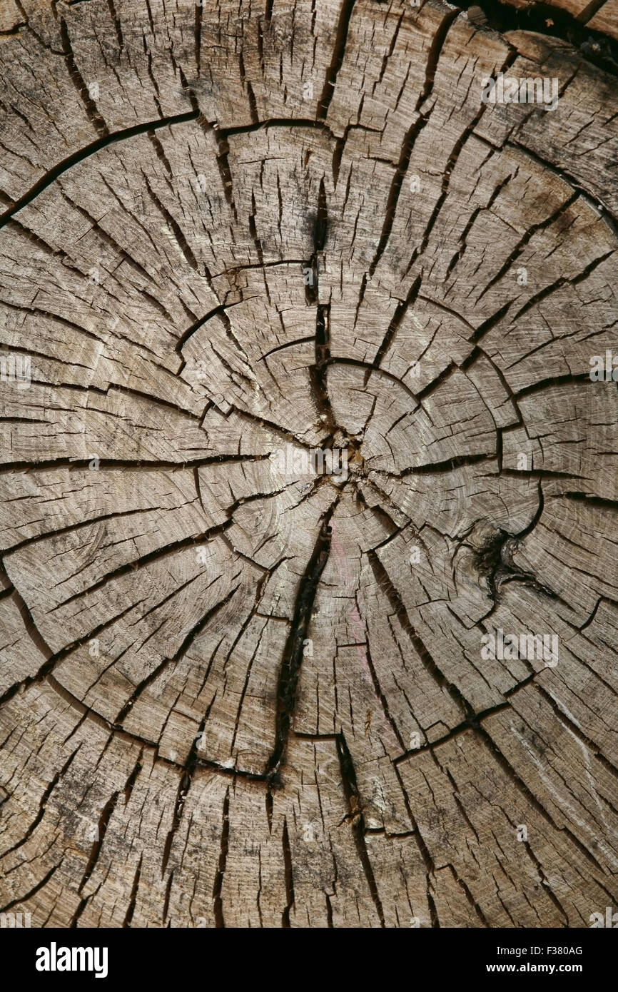 Full screen high resolution shot of wood Stock Photo - Alamy