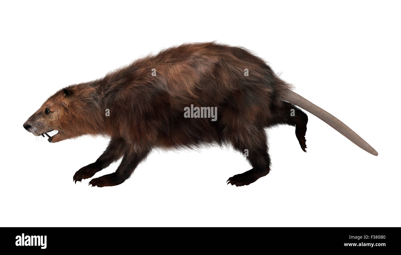 3D digital render of a beaver running isolated on white background ...