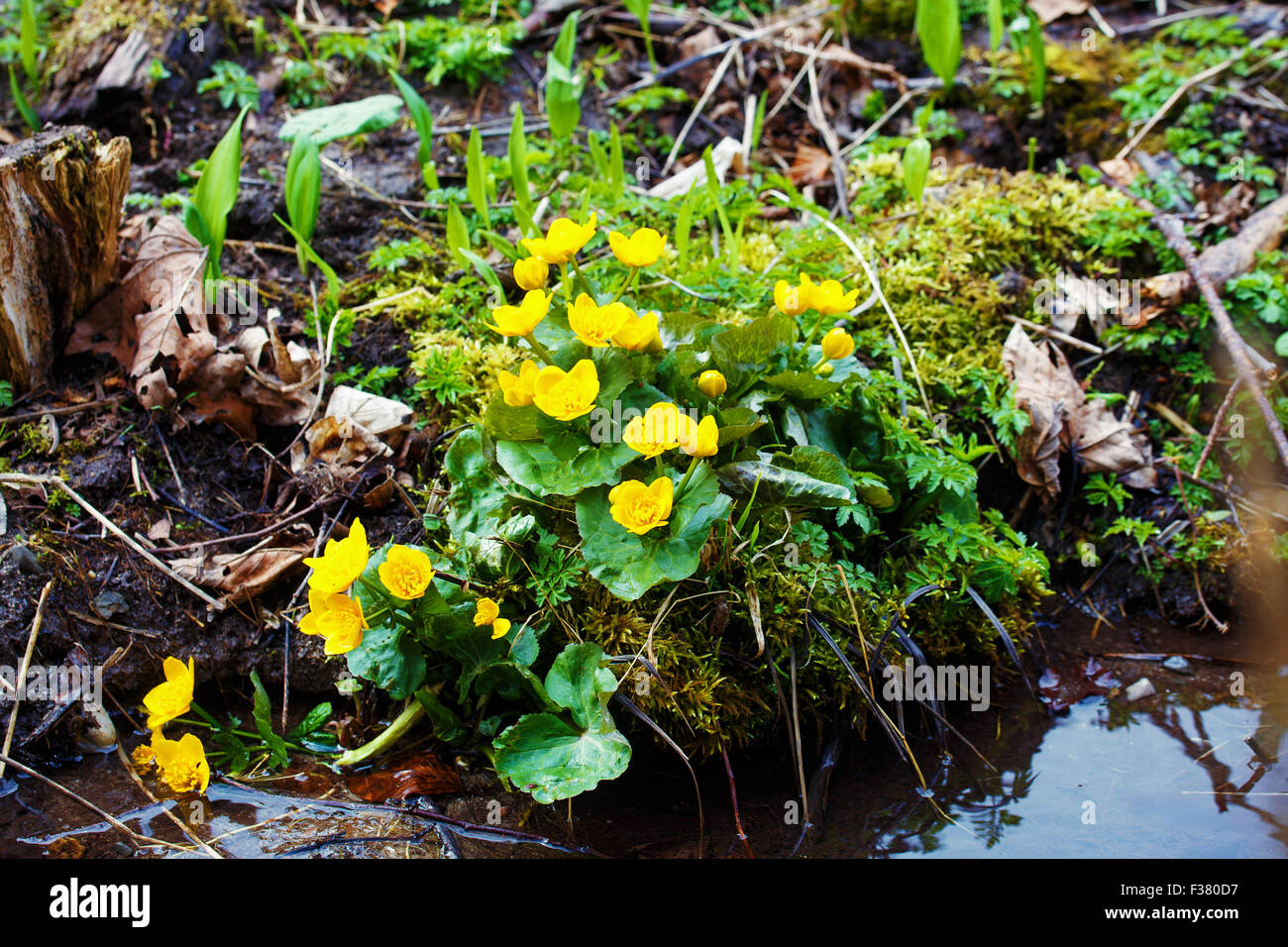 Yellow buttercup flowers Ranunculus. in the meadow. the stream Stock ...