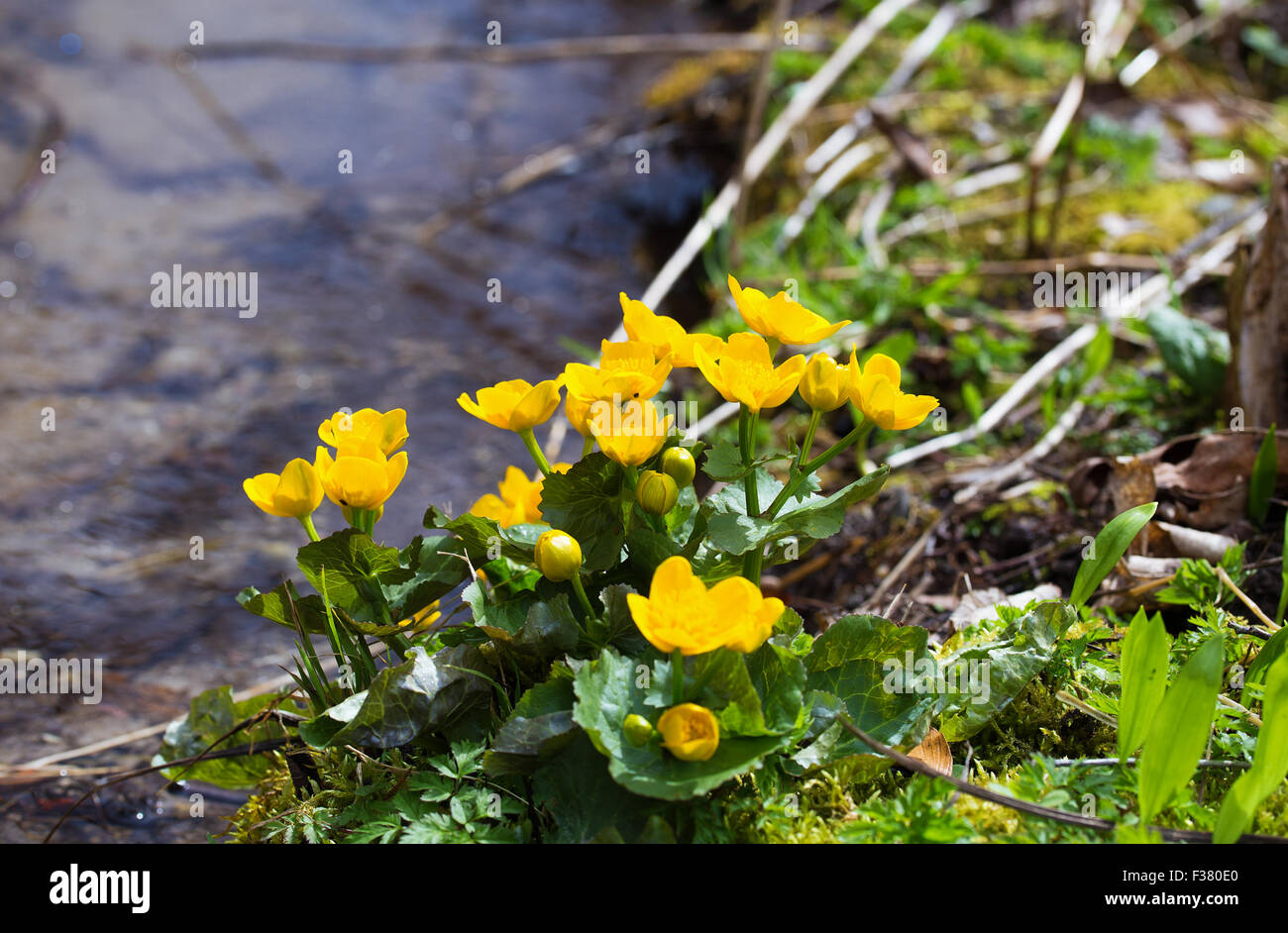 Yellow buttercup flowers Ranunculus. in the meadow. the stream Stock ...
