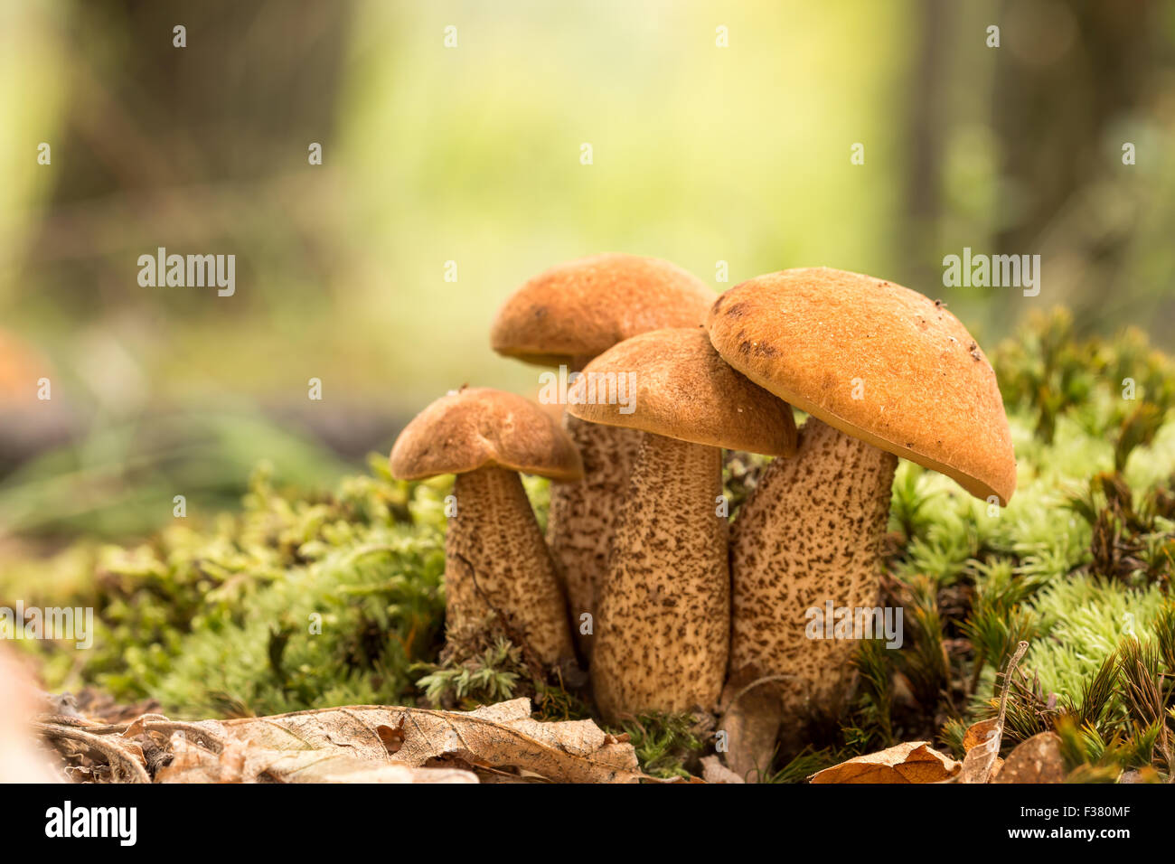 Three edible mushroom species,red-capped Stock Photo - Alamy