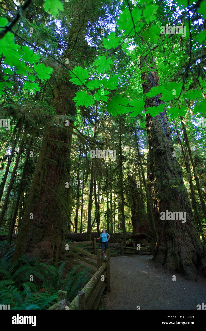 Cathedral Grove on Vancouver Island, B.C Stock Photo - Alamy