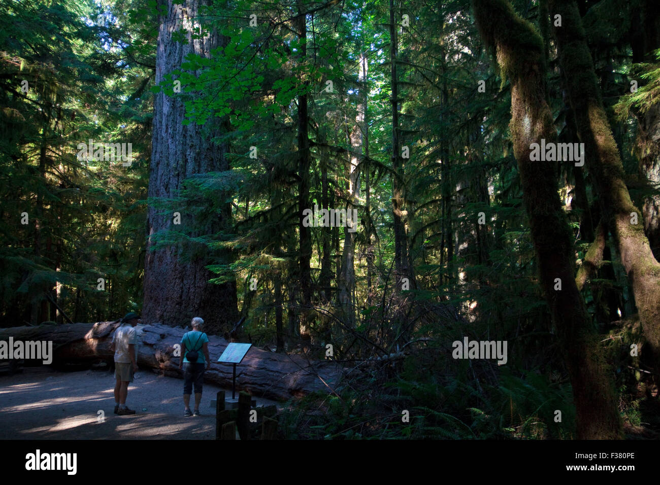 Cathedral Grove on Vancouver Island, B.C Stock Photo - Alamy
