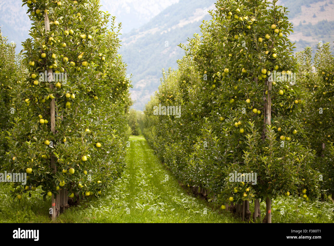 Green orchard rows fruit hi-res stock photography and images - Alamy