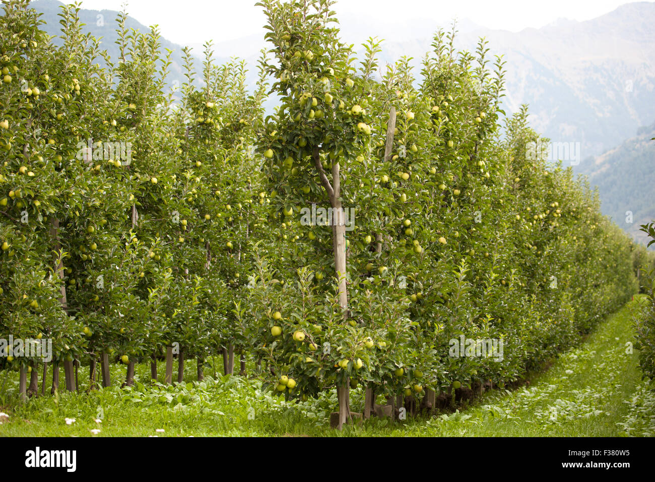 Many young trees in rows in an apple garden. They are with ripe and ...