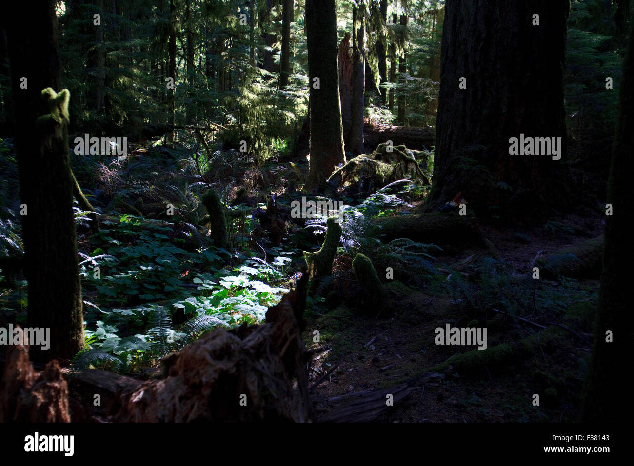 Cathedral Grove on Vancouver Island, B.C Stock Photo - Alamy