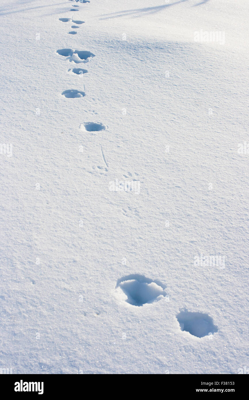 Hare prints on snow Stock Photo - Alamy