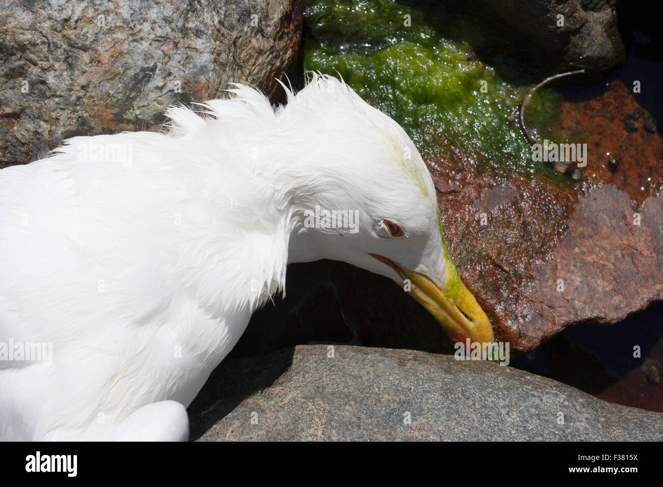 A dead seagull Stock Photo - Alamy