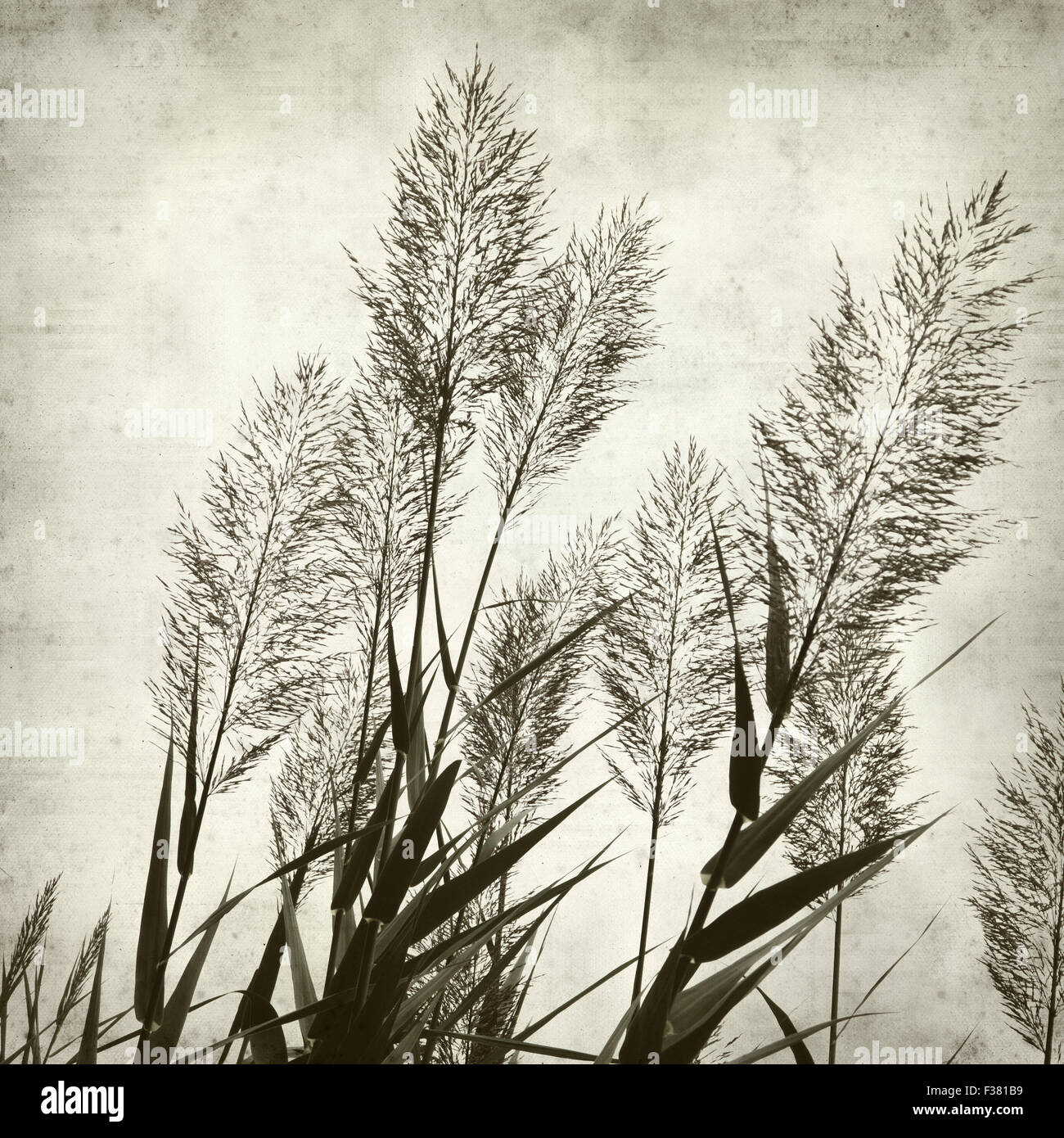 Panicle reeds hi-res stock photography and images - Alamy